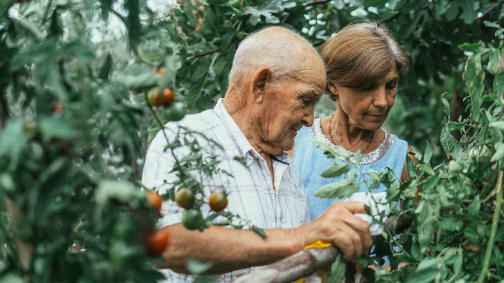 Unlocking The Secret Of Longevity The Surprising Hobby Of The Worlds
